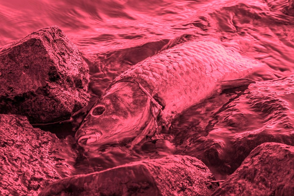 “Seas, rivers and springs of blood” – Waite for it…