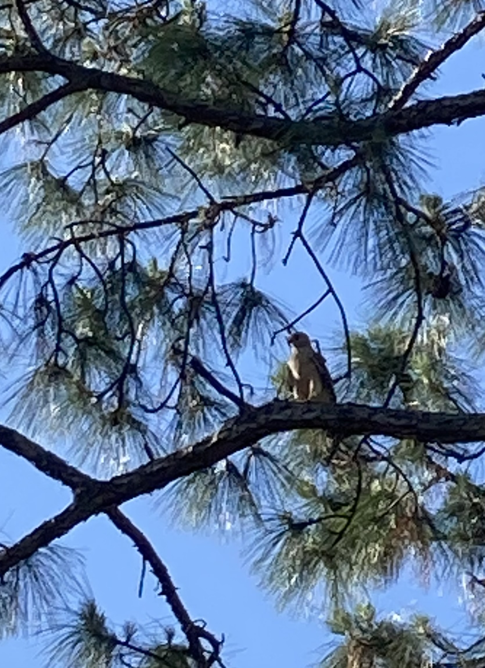 I’m watching them, and they’re watching me – Waite for it…