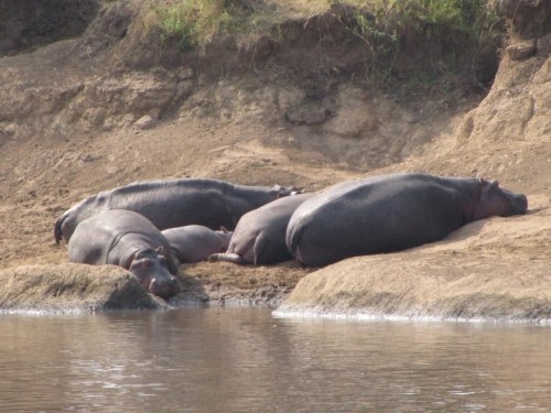 Is that a hippo? – Waite for it…