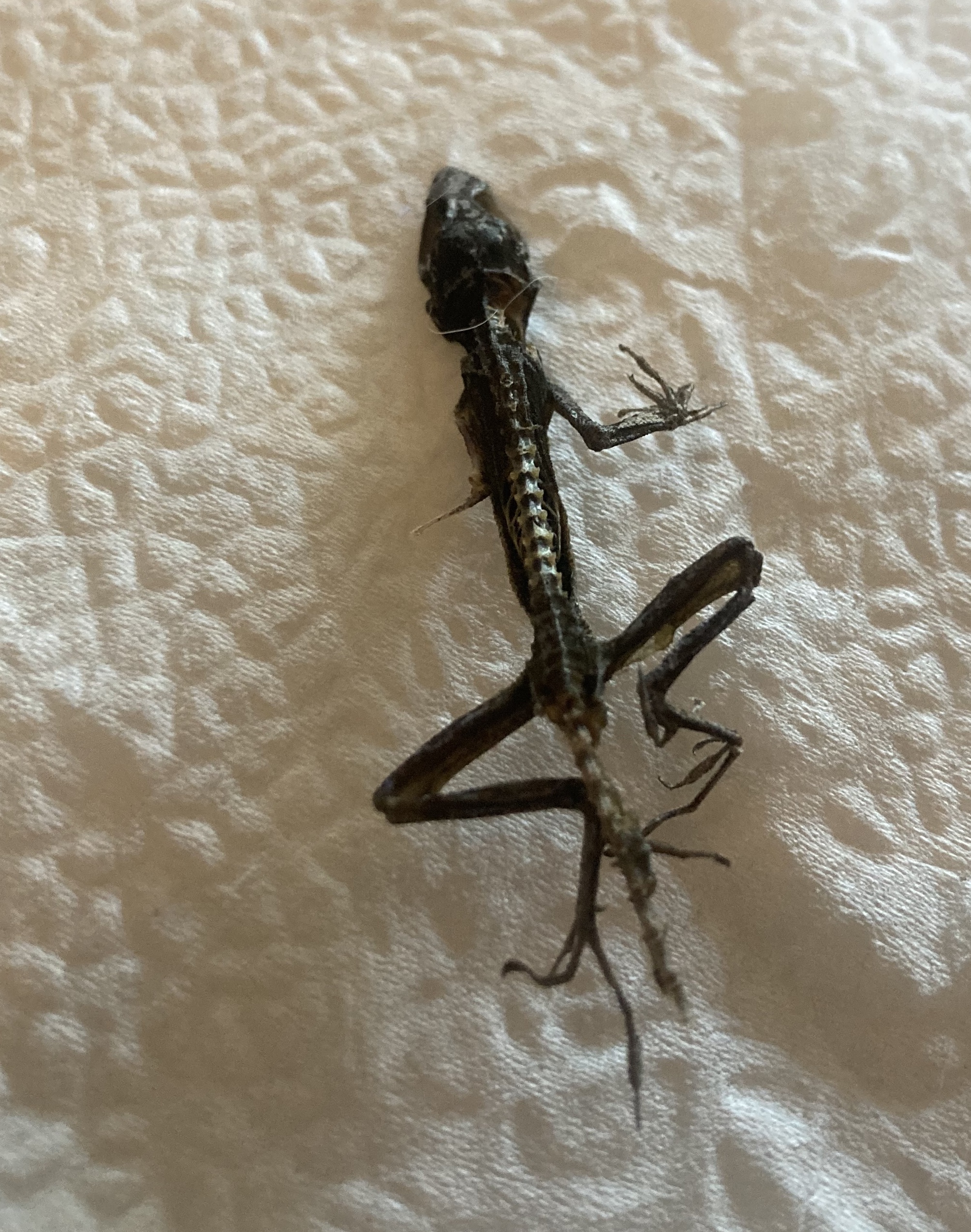 A remarkable find: the skeleton of a dead lizard – Waite for it…