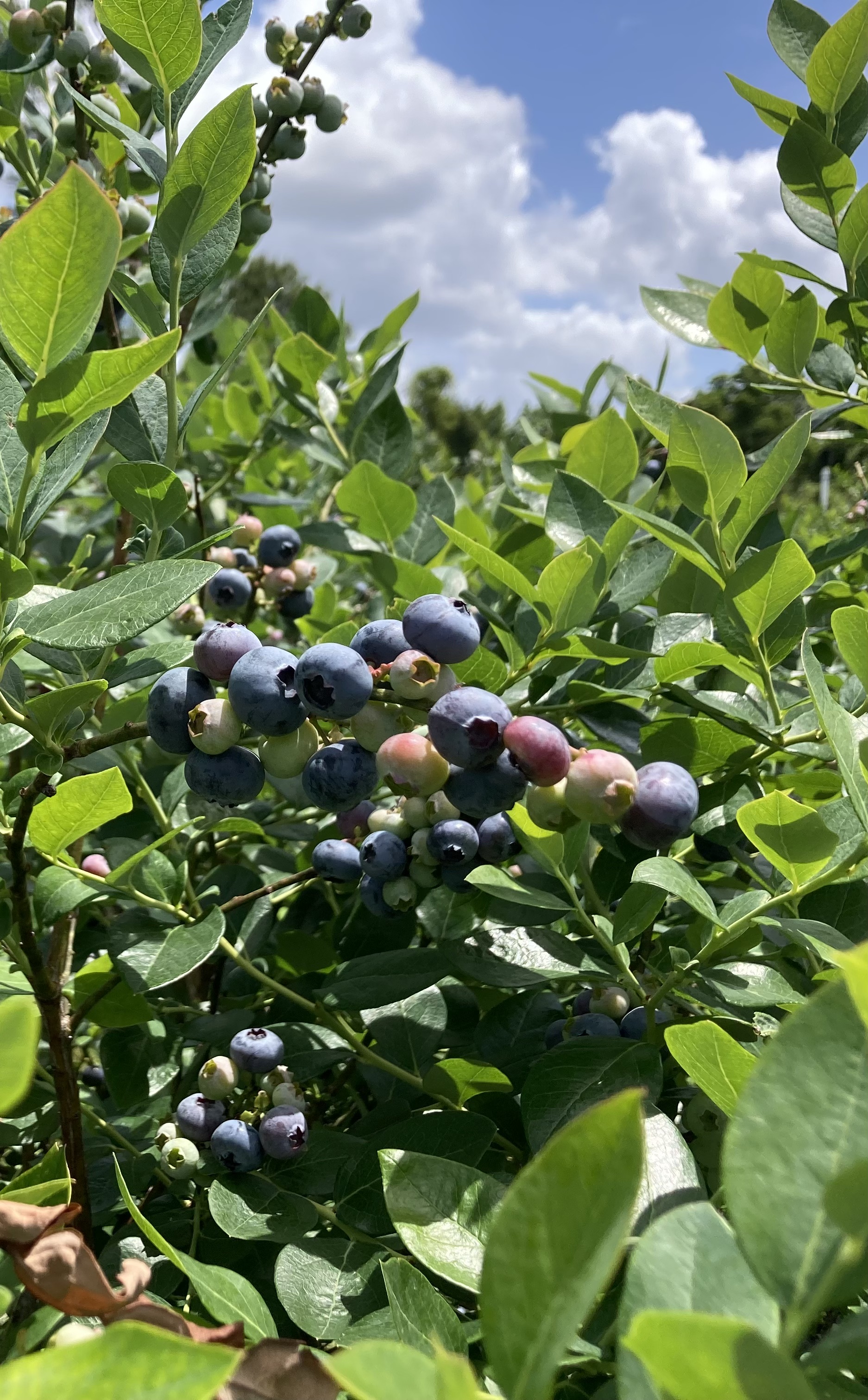 Back to the blueberry farm – Waite for it…