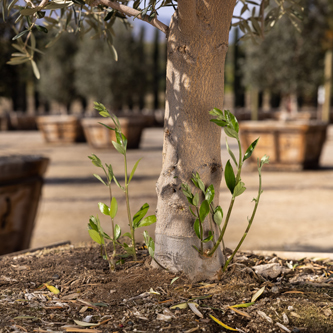 Olive shoots and children – Waite for it…