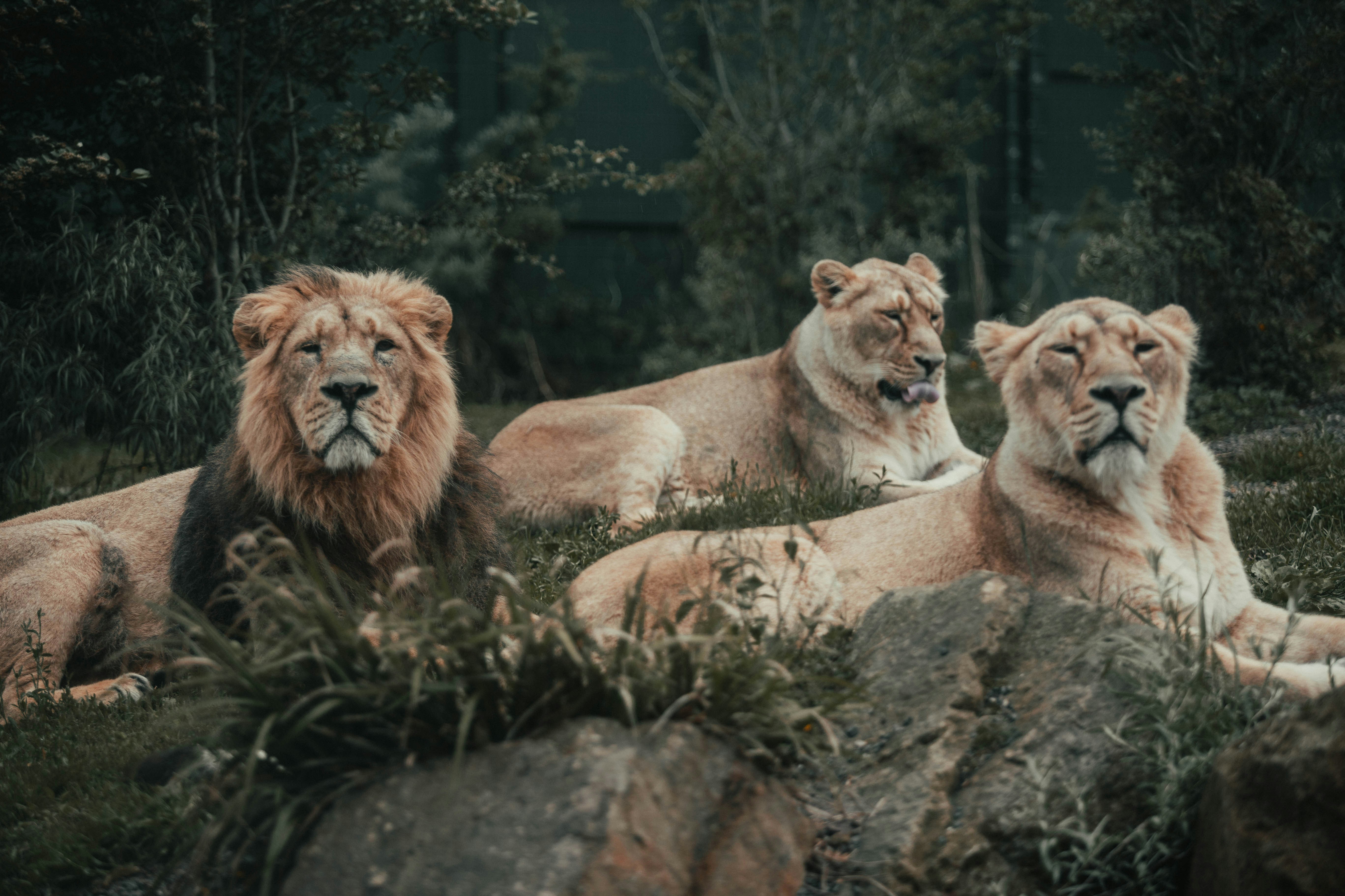 A night with an angel and lions – Waite for it…