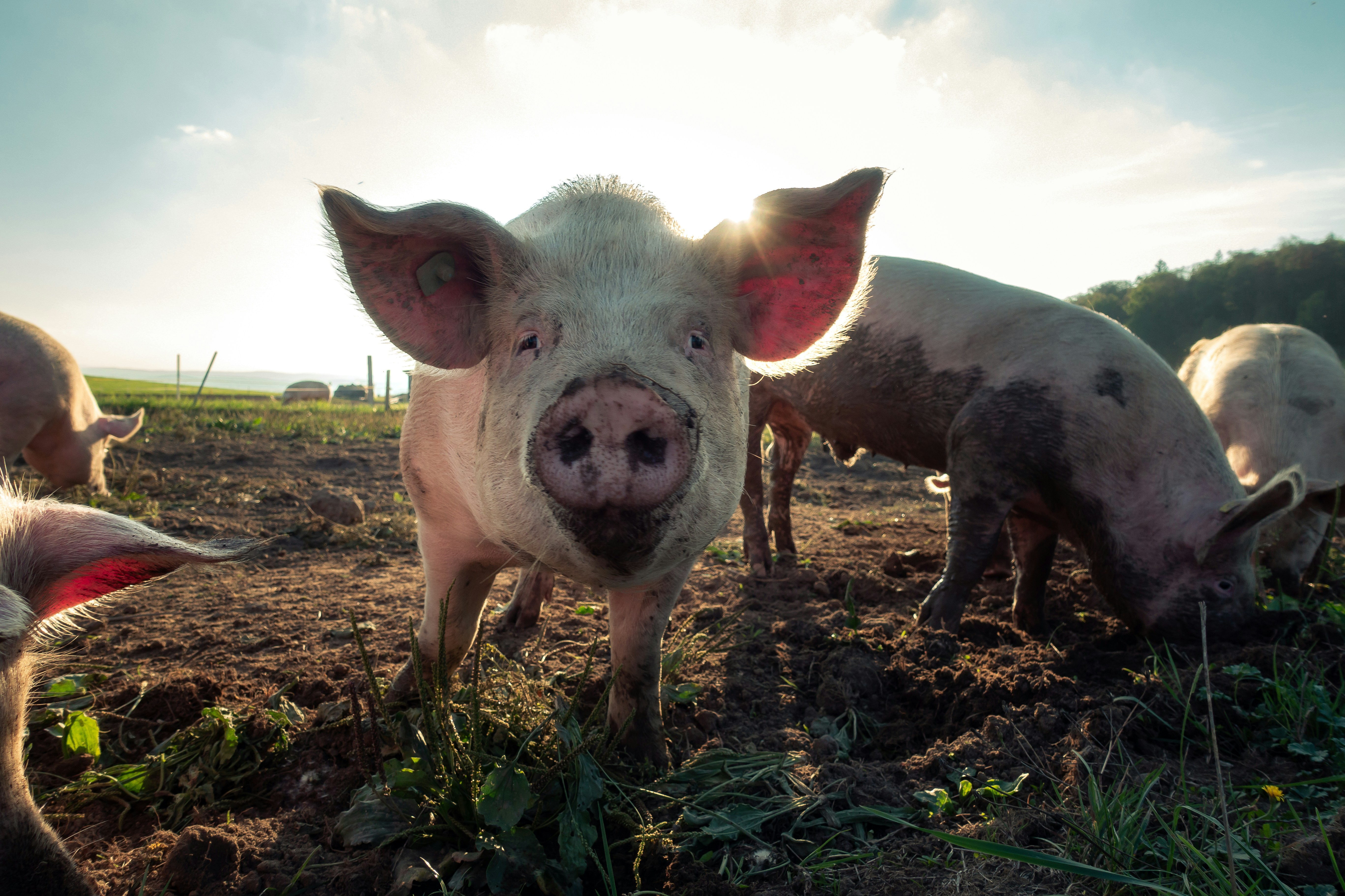 Why did Jesus let the demons go into the pigs? – Waite for it…